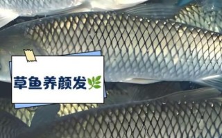 一亩能出10000斤草鱼吗_高密度养殖可行性