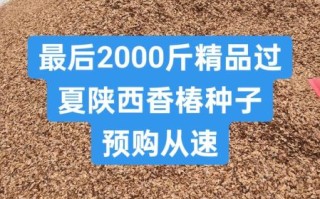 香椿籽怎么种_香椿籽育苗多久出苗