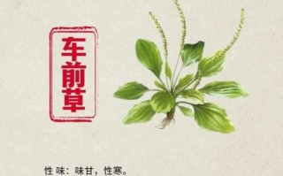 车前草的功效与作用_车前草能治哪些病