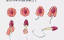 精子是否进入体内_如何判断受孕几率
