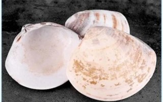 文蛤怎么洗_文蛤吐沙最快方法