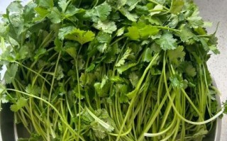 香菜素馅饺子馅怎么调好吃_香菜素馅饺子馅的做法窍门