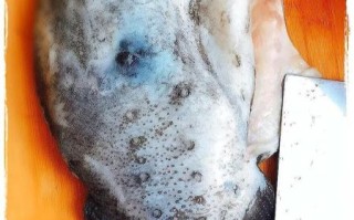 海参斑怎么做好吃_海参斑清蒸还是红烧