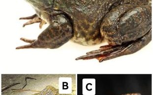 虎纹蛙是几级保护动物_虎纹蛙保护级别是多少