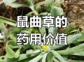 鼠曲草什么人不能吃_鼠曲草与哪些药物相克