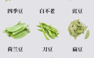 豇豆图片大图_豇豆怎么挑选
