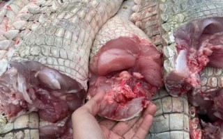 鳄鱼肉什么口感_鳄鱼肉好吃吗