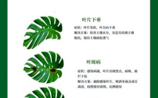 龟背竹有毒吗_对猫狗有害吗