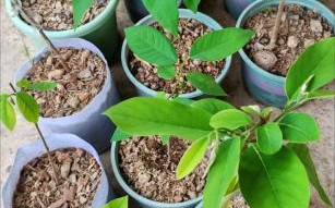 释迦果种子怎么种_释迦果盆栽多久结果