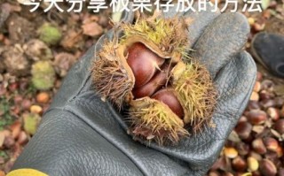 熟板栗怎么保存不会坏_熟板栗可以放多久