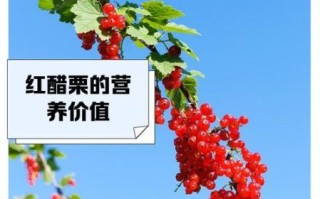 红醋栗是什么_红醋栗的功效与作用