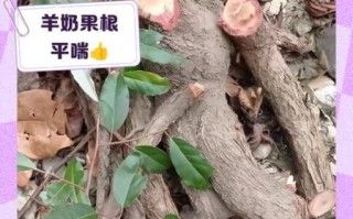 羊奶果什么人不能吃_羊奶果禁忌有哪些
