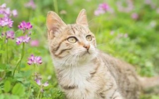 猫咪图片怎么拍好看_猫咪图片拍摄技巧