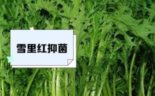 雪里红什么时候种植_雪里红什么时候收