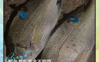 鲷鱼的营养价值_什么人不能吃鲷鱼