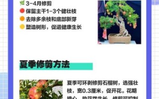 石榴树怎么修剪_石榴树什么时候剪枝最好