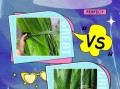 粽叶是竹叶吗_粽叶和竹叶的区别