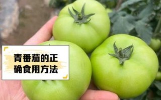 青番茄有毒吗_青番茄可以吃吗