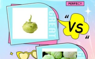 东北大头菜是什么菜_东北大头菜和卷心菜区别