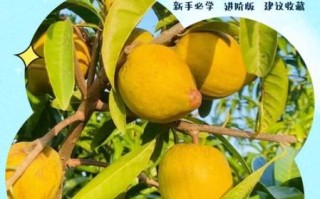 蛋黄果怎么吃最好吃_蛋黄果的吃法大全