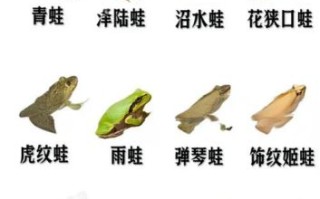 蛙类大全图片及名称_如何快速识别常见蛙种