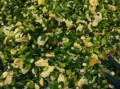 韭菜鸡蛋饺子馅怎么调_韭菜鸡蛋饺子需要焯水吗