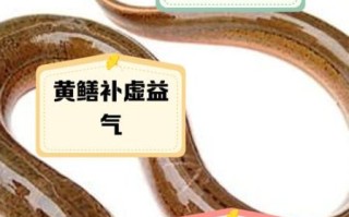 黄鳝的功效与作用_黄鳝怎么吃最补气血
