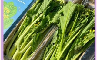 迟菜心的功效与作用_迟菜心怎么吃最营养