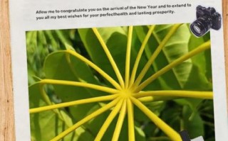 鹅掌柴叶子发黄掉落_怎么办