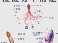 鱿鱼是乌贼还是章鱼_区别与真相