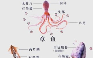 鱿鱼是乌贼还是章鱼_区别与真相