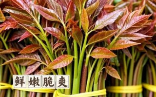 香椿苗怎么种_香椿苗多久能发芽