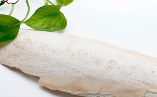 乌贼骨别名有哪些_乌贼骨和海螵蛸一样吗