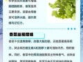 香菜的功效与作用_香菜可以天天吃吗