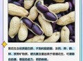 黑花生是转基因食品吗_黑花生营养价值高吗