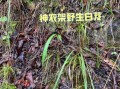 小白芨的功效与作用_小白芨怎么吃效果最好