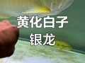 银龙鱼好养吗_新手养银龙鱼注意事项