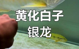 银龙鱼好养吗_新手养银龙鱼注意事项