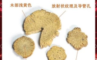 木通图片长什么样_木通与川木通区别