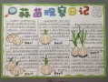青蒜怎么种_青蒜种植技术