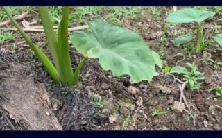 芋头种植技术与管理_芋头怎么种才能高产