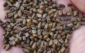 决明子图片长什么样_决明子真假怎么分辨