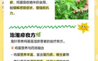 鬼针草的功效与作用_鬼针草能治哪些病