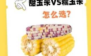 玉米可以减肥吗_玉米减肥的正确吃法