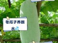 冬瓜子有什么功效_冬瓜子怎么吃效果最好