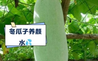 冬瓜子有什么功效_冬瓜子怎么吃效果最好