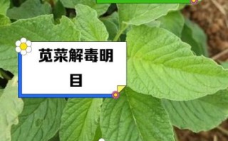 苋菜不焯水吃了有害吗_苋菜焯水好处