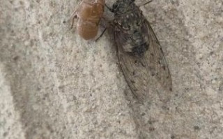 很小的知了叫什么_很小的知了会叫吗