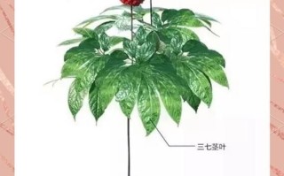 土三七和三七图片对照_怎么一眼区分