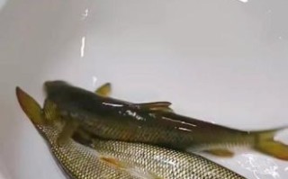 赤鳞鱼养殖技术_赤鳞鱼养殖赚钱吗